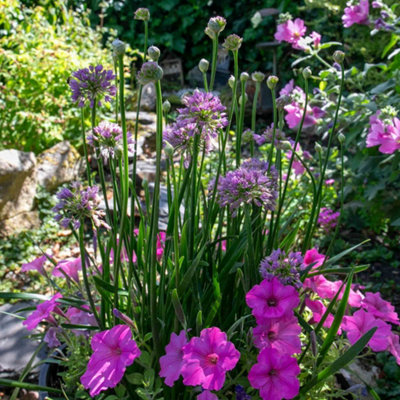 Marshalls Garden Allium 'Millennium' (Allium senescens) - Hardy Purple ...