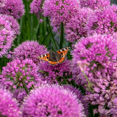 Marshalls Garden Allium 'Millennium' (Allium senescens) - Hardy Purple ...