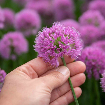 Marshalls Garden Allium 'Millennium' (Allium senescens) - Hardy Purple ...