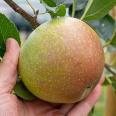 Marshalls Garden Apple Tree 'Discovery' on M26 rootstock - Early ...