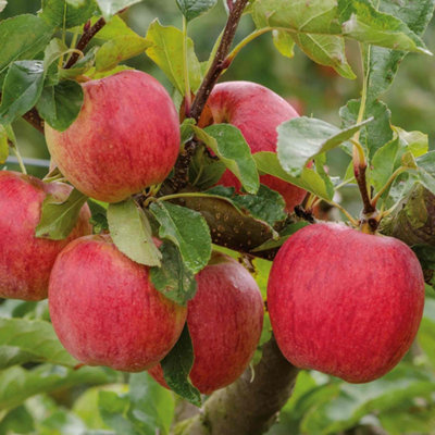 Marshalls Garden Apple Tree 'Gala' (Malus) - Semi-dwarf M26 Bare-Root ...