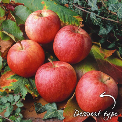 Marshalls Garden Apple Tree 'Gala' (Malus) - Semi-dwarf M26 Bare-Root ...