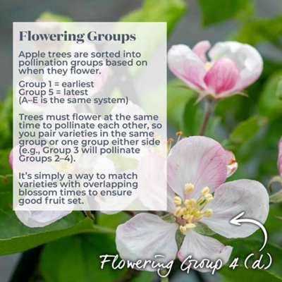 Marshalls Garden Apple Tree 'Gala' (Malus) - Semi-dwarf M26 Bare-Root ...