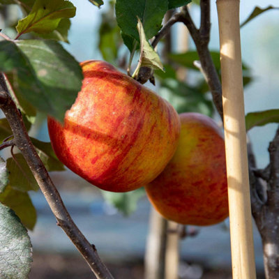 Marshalls Garden Apple Tree 'Pixie' (Malus) on M26 rootstock, bare-root ...