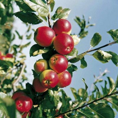 Marshalls Garden Apple Tree Red Falstaff (M26 semi-dwarf) - Bare-root