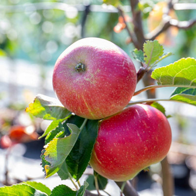 Marshalls Garden Apple Tree 'Worcester Pearmain' - RHS Award of Garden ...