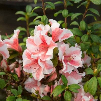 Marshalls Garden Azalea 'Encore Autumn Starburst' 9cm Plant