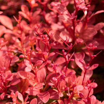 Marshalls Garden Barberry (Berberis) 'Orange Rocket' Shrub 9cm Pot ...