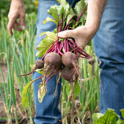Marshalls Garden Beetroot Seeds 'Baby Beet Action' F1 Sweet Tender Baby ...