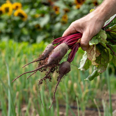 Marshalls Garden Beetroot Seeds Cylindra, Long Cylindrical Roots 450 Seeds