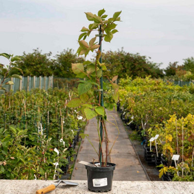Marshalls Garden Blackberry Plant Loch Tay Thornless Compact High-Yield ...