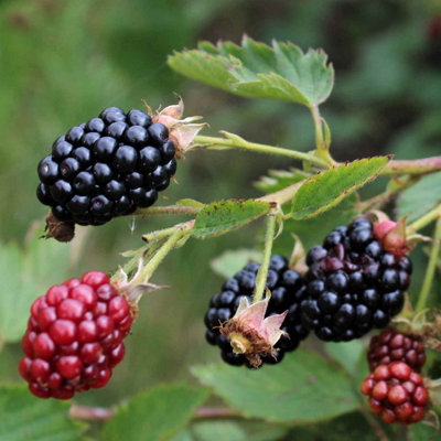 Marshalls Garden Blackberry Plant 'Navaho' - Thornless Mid-Season Sweet ...