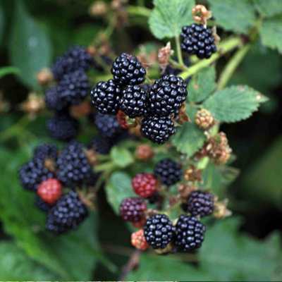 Marshalls Garden Blackberry Plant 'Thornfree' - Thornless, Large Juicy ...