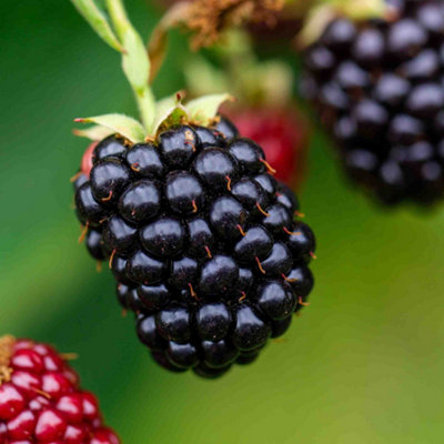 Marshalls Garden Blackberry Plant 'Thornfree' - Thornless, Large Juicy ...