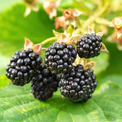 Marshalls Garden Blackberry Plant 'Thornfree' - Thornless, Large Juicy ...