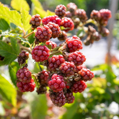 Marshalls Garden Blackberry 'Tiny Black' - Compact Thornless Patio ...