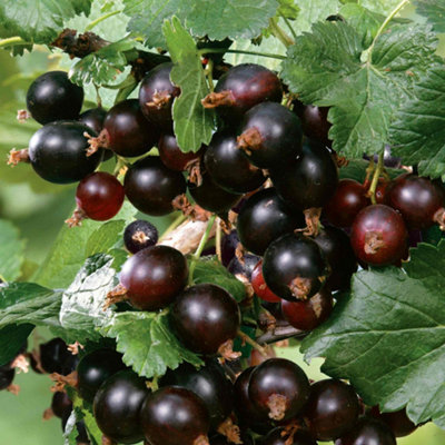 MARSHALLS GARDEN BLACKCURRANT 'BIG BEN' 2-LITRE POTTED HIGH-YIELDING ...