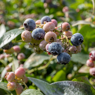 Marshalls Garden Blueberry Goldtraube - High-Yield, Self-Fertile Bush ...