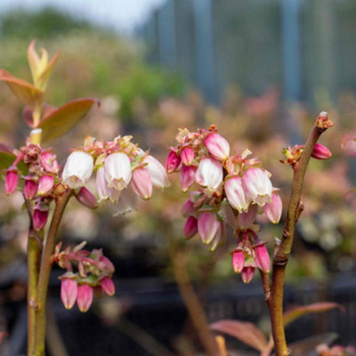 Marshalls Garden Blueberry Goldtraube - High-Yield, Self-Fertile Bush ...
