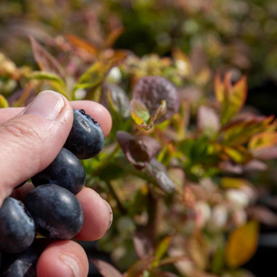 Marshalls Garden Blueberry Goldtraube - High-Yield, Self-Fertile Bush ...