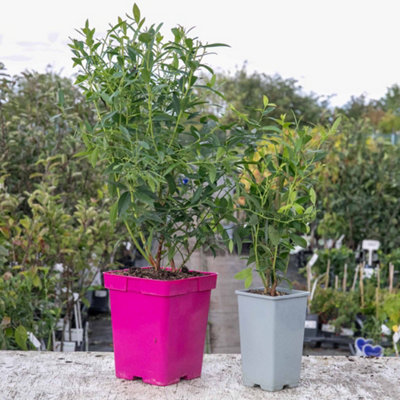 Marshalls Garden Blueberry 'Pink Berry' Plant, Hardy Evergreen, Self ...
