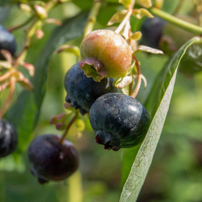 Marshalls Garden Bluegold Blueberry Plant - Late-Season High-Yield ...