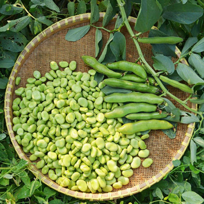 Marshalls Garden Broad Bean Plant 'The Sutton' compact bush variety 35 ...