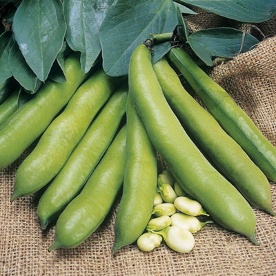 Marshalls Garden Broad Bean Seeds Meteor Vroma, Early High-Yield ...
