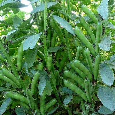 Marshalls Garden Broad Bean Seeds 'Oscar' - Compact Patio Variety, 50 Seeds
