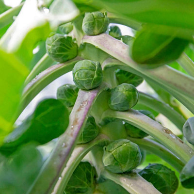Marshalls Garden Brussels Sprout Seeds 'Clodius' F1, 30 Seeds, Winter ...