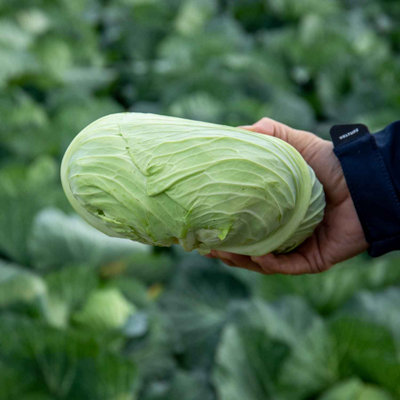 Marshalls Garden Cabbage Seeds Felicity F1 Japanese round cabbage 20 seeds