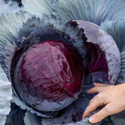 Marshalls Garden Cabbage Seeds Lodero F1 Hybrid Clubroot-Resistant Red ...