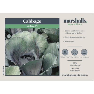 Marshalls Garden Cabbage Seeds Lodero F1 Hybrid Clubroot-Resistant Red ...