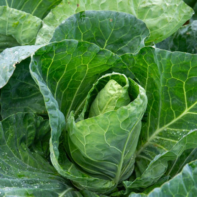 Marshalls Garden Cabbage Seeds Spring 'Winter Jewel' Cold-hardy ...