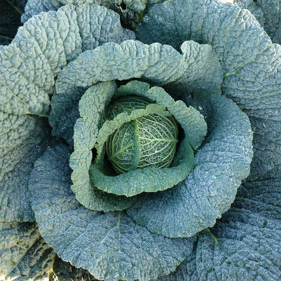 Marshalls Garden Cabbage Seeds 'voy' F1 - Winter-hardy Savoy-type for ...