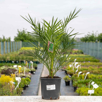 Marshalls Garden Canary Island Date Palm (Phoenix canariensis ...