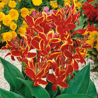 Marshalls Garden Canna Plant - Hardy, Low-Maintenance for Pots ...