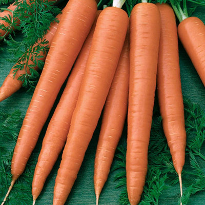 Marshalls Garden Carrot Seeds 'Sweet Candle' RHS Award-winning 300 seeds