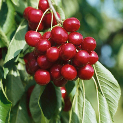 Marshalls Garden Cherry Tree 'Sunburst' - Self-fertile Black Sweet ...