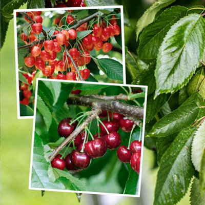 Marshalls Garden Cherry Twin Napolean Bigarreau & Van Dual-Variety Tree