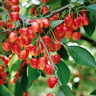 Marshalls Garden Cherry Twin Napolean Bigarreau & Van Dual-Variety Tree