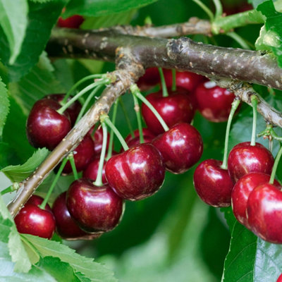 Marshalls Garden Cherry Twin Napolean Bigarreau & Van Dual-Variety Tree