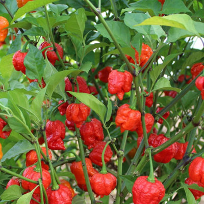 Marshalls Garden Chilli Plant 'Armageddon' - Super Hot 1.5M SHU Variety ...
