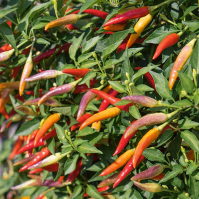 Marshalls Garden Chilli Plant 'Basket of Fire' - Compact, Colour ...