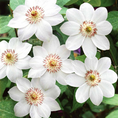 Marshalls Garden Clematis Plant 'Miss Bateman' 2 Litre Plant