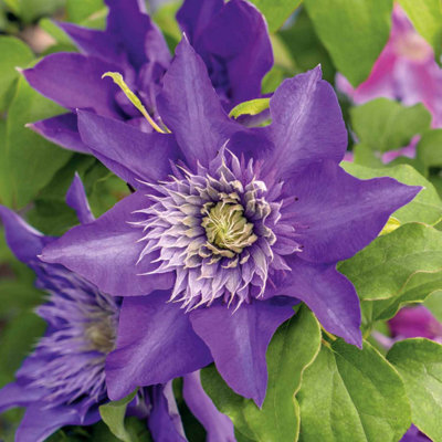Marshalls Garden Clematis Plant 'Multi Blue' 3 Litre Plant