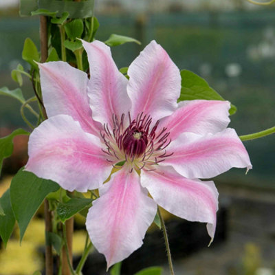 Marshalls Garden Clematis Plant 'Nelly Moser' 2 Litre Plant