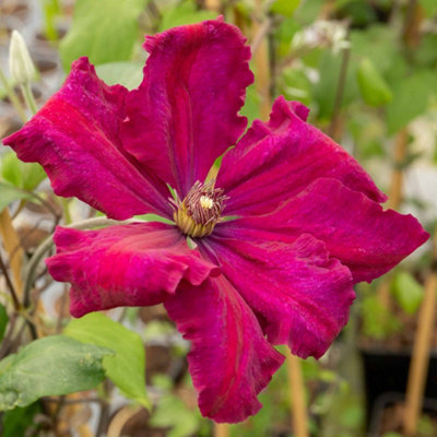 Marshalls Garden Clematis 'Rouge Cardinal' - late-flowering deep ...