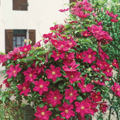 Marshalls Garden Clematis 'Rouge Cardinal' - late-flowering deep ...
