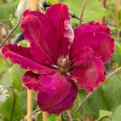 Marshalls Garden Clematis 'Rouge Cardinal' - late-flowering deep ...